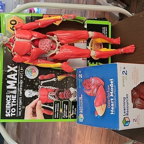 Learning Resources | Toys | Cross Section Heart Model Interactive Human ...